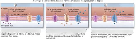 Electrical Events Of Cardiac Muscle Cells