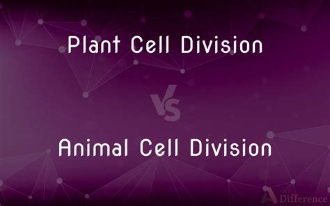 Plant Cell Division Vs Animal Cell Division — Whats The Difference