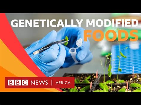 Genetically Modified Foods Process 9 Regulation Of Current And Future