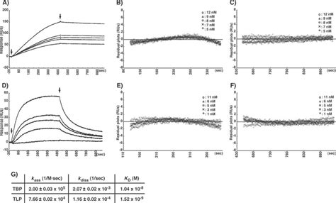 Real Time Kinetic Analysis Of Interactions Of Tlp Or Tbp With Tfiia By Download Scientific