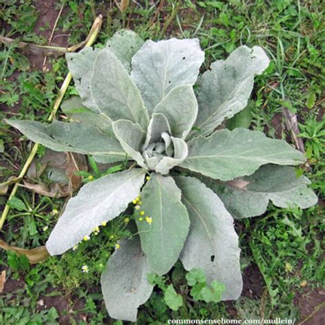 Mullein Plant Benefits And Uses Of The Gentle Giant