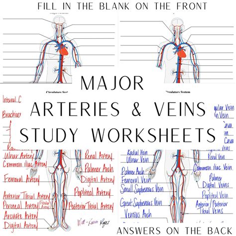 Circulatory System Major Arteries And Major Veins Digital Worksheets