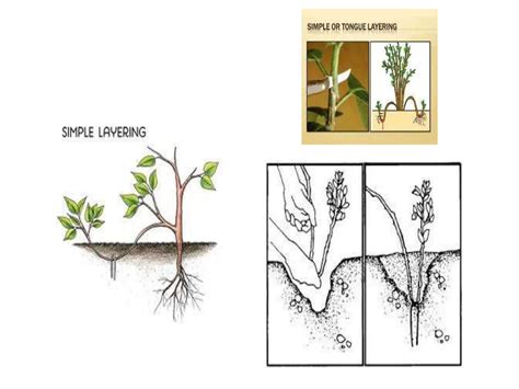 Different Types Of Layering In Plants PPTX