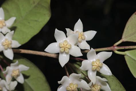 Hoya Odorata Apocynaceae Hoya Odorata Apocynaceae