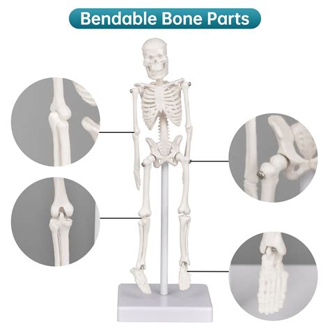 Mini Skeleton Model 78 Small Anatomy Skeleton Figure