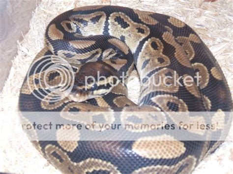 Royal Python Feeding Reptile Forums