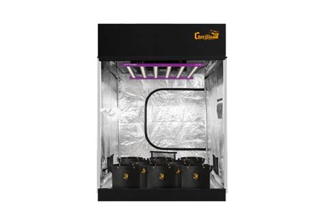 Grow Room Vs Grow Tent Choosing The Best Setup