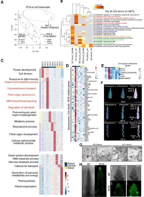 Position Specific Transcriptomic Analysis Identifies Processes Download Scientific Diagram