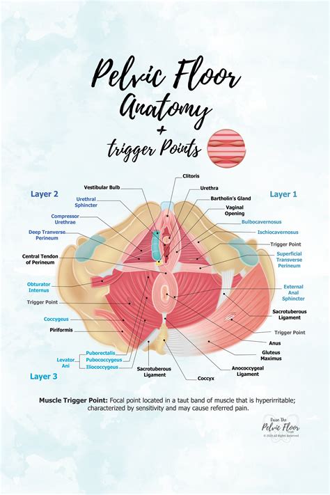 Trigger Points In Pelvic Floor Anatomy Poster Art Etsy