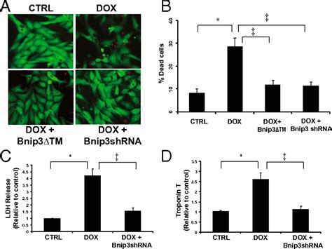 Bnip Mediates Doxorubicin Induced Cardiac Myocyte Necrosis And Mortality Through Changes In