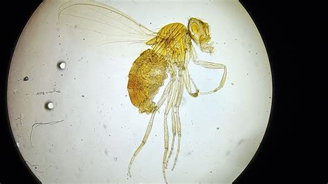 Fly Under Microscope
