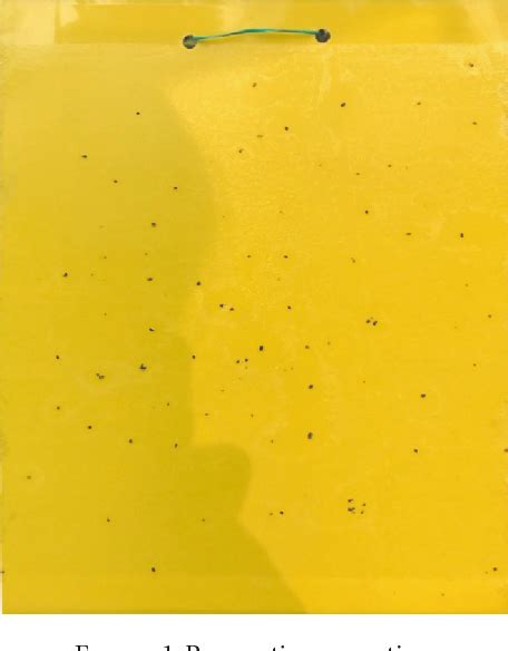 Figure 1 From Aphid Identification And Counting Based On Smartphone And