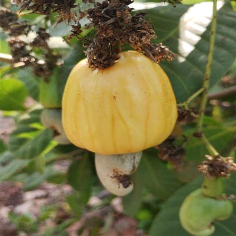 Cashew Apple Fruit Maturity Kaggle
