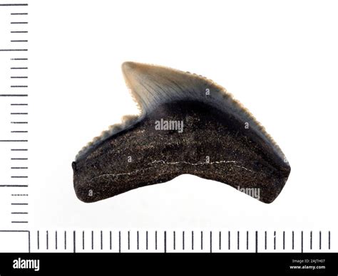 Tiger Sharks Teeth