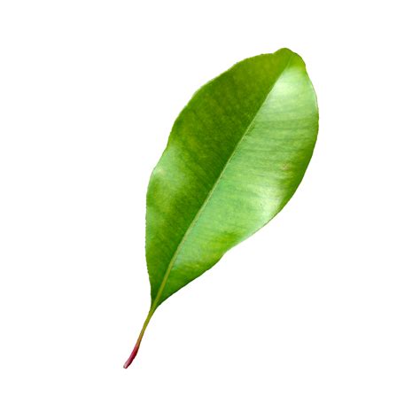 Green Leaf Elements Without Background 39201574 Png