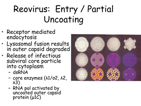 Ppt Replication Of Double Stranded Rna Virus Subviral Pathogens Powerpoint Presentation Id