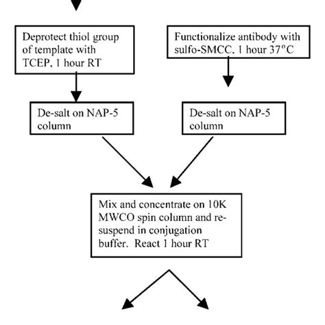 Flow Chart Outlining The Steps In The Production And Purification Of Download Scientific
