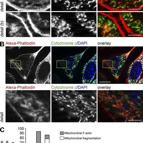 Spatial Relation Of F Actin And Mitochondria In Mitotic Cells A And
