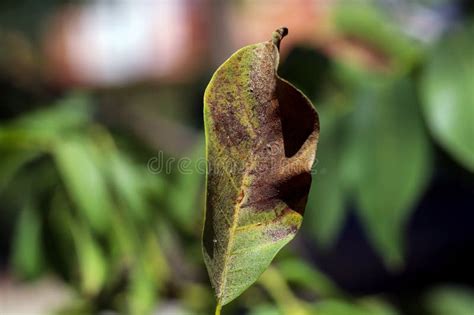 Walnut Tree Leaf Diseases Understanding Fungal Infections Stock Photo