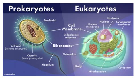Chapter 4 A Tour Of The Cell Flashcards Quizlet