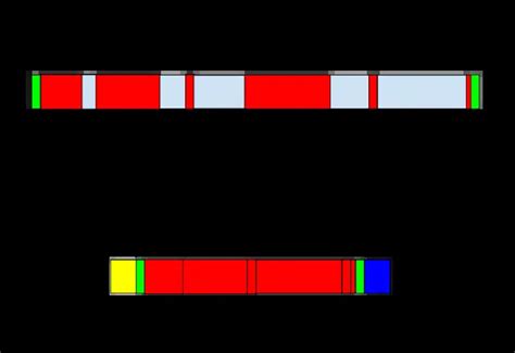 Diferencia Entre HnRNA Y MRNA