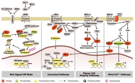 Wnt Signaling Genetex