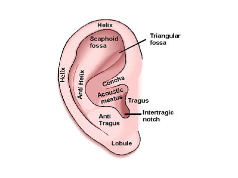 The Human Ear Ppt Download