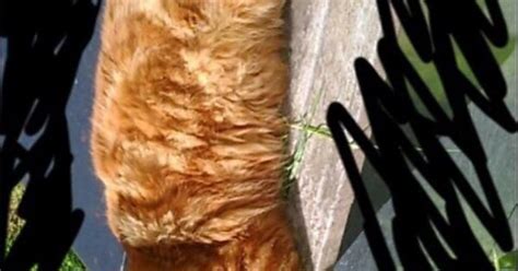 Putputs Album On Imgur