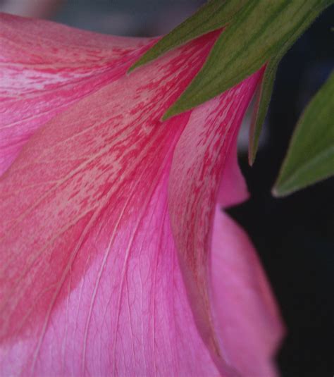 Glowing Hibiscus Third Image In A Series Of 5 Macro Shots … Flickr