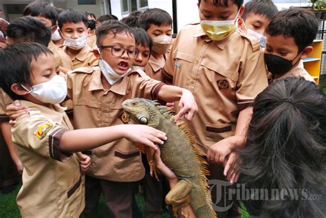 Dhis Primary Kenalkan Reptil Pada Siswa Sebagai Wahana Edukasi Foto 1 1940033