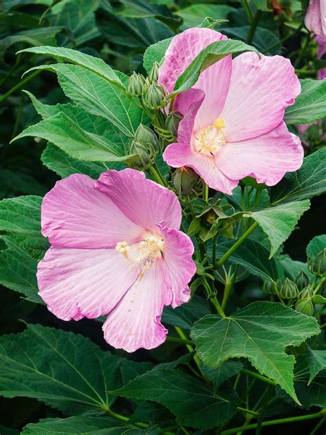 How To Grow Hardy Hibiscus—even In Cold Climates Garden Betty