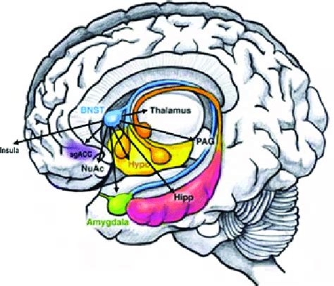 Human Bnst Connectivity The Human Bnst Has Been Shown To Be Download Scientific Diagram