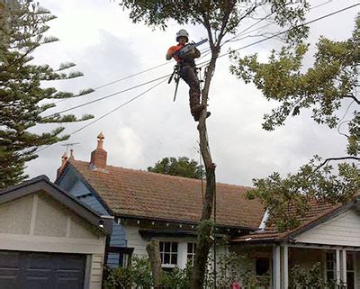 Service Wire Clearance Melbourne Royal Tree Services