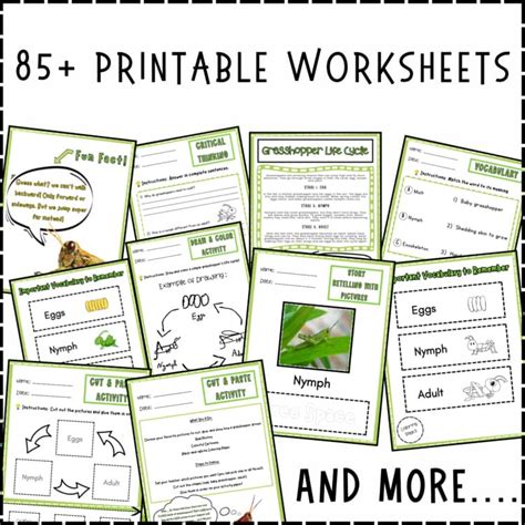 Grasshopper Life Cycle 85 Reading Comprehension And Science Activity