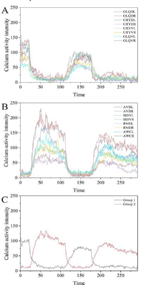 Figure 1 From Self Organized Criticality In C Elegans Neural Network Semantic Scholar