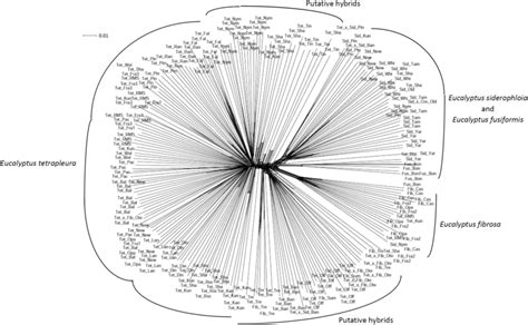 relationship network of the full dartseq dataset 42 787 snps five
