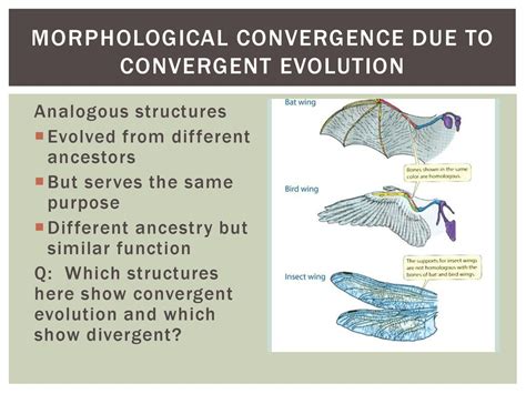 Evidence For Evolution Ppt Download
