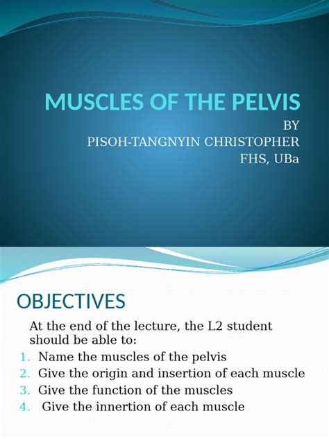 Muscles Of The Pelvis Pdf Pelvis Soft Tissue