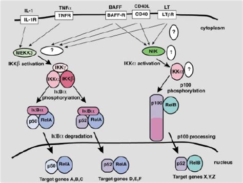 Two pathways leading to NF κ B activation canonical left and Download Scientific Diagram