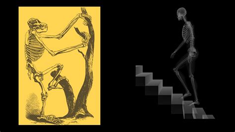 24 De Noviembre DÍa Mundial De La EvoluciÓn Centro De Educación