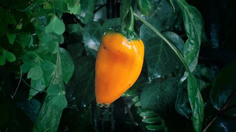 Aji Amarillo Chilli Variety Chili