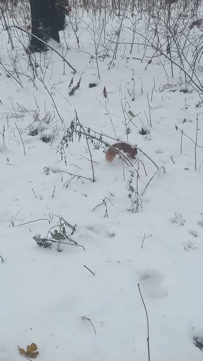 Білочка як з цукерки Youtube