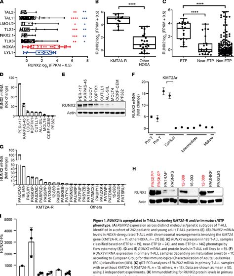 Figure 1 From RUNX2 Regulates Leukemic Cell Metabolism And Chemotaxis In High Risk T Cell Acute
