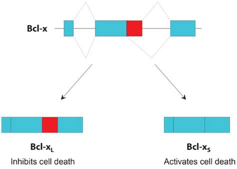 The New World Of Isoform Sequencing Rna Seq Blog