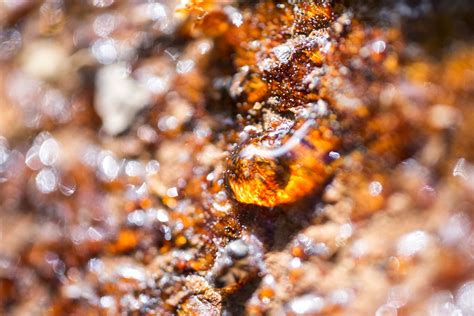 Resin Macro Nature Background Free Photo Download FreeImages