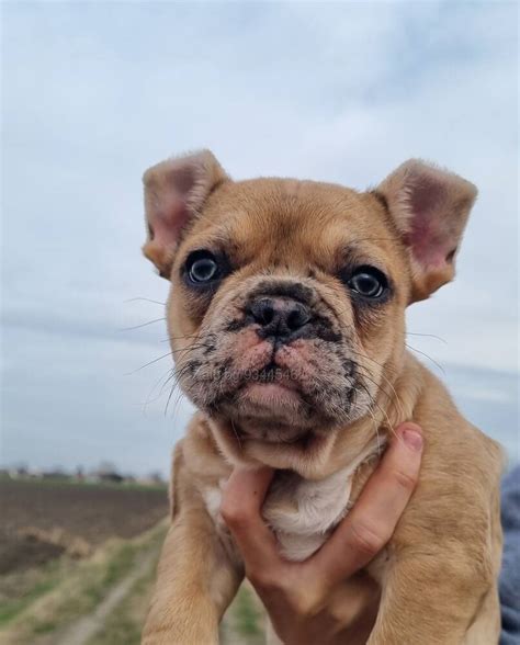 Френски булдог Други редки породи 2 месеца Женско Крем Чистокръвно