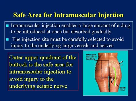 The Gluteal Region Buttock Dr Zeenat Zaidi Gluteal