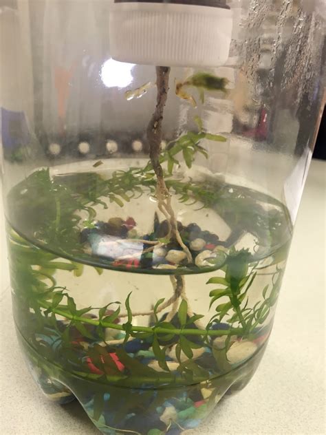 Ecosystem In A Bottle 2015