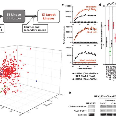 Split Luciferase Assay Based Screen Identifies New Phospho Regulatory Download Scientific