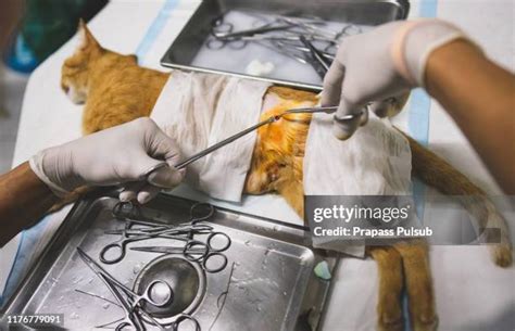 697 Castration Stock Photos, High-Res Pictures, and Images - Getty Images